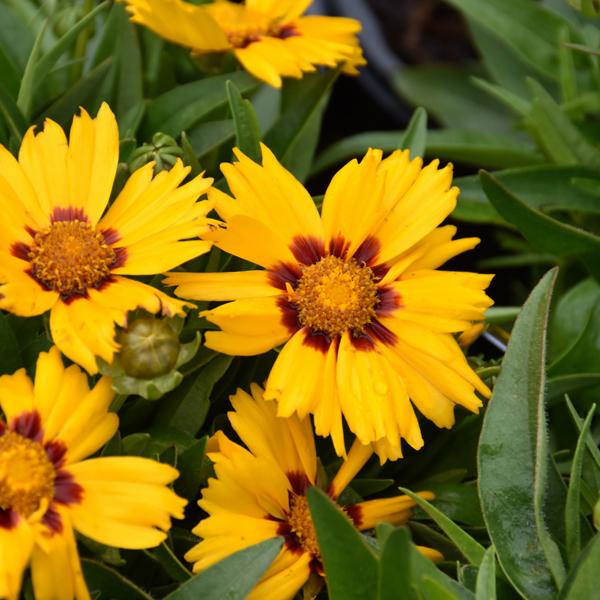 Coreopsis - Tickseed