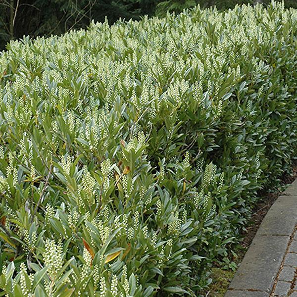 Cherry Laurel