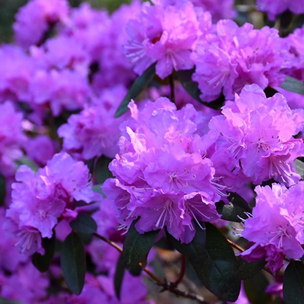 Rhododendron