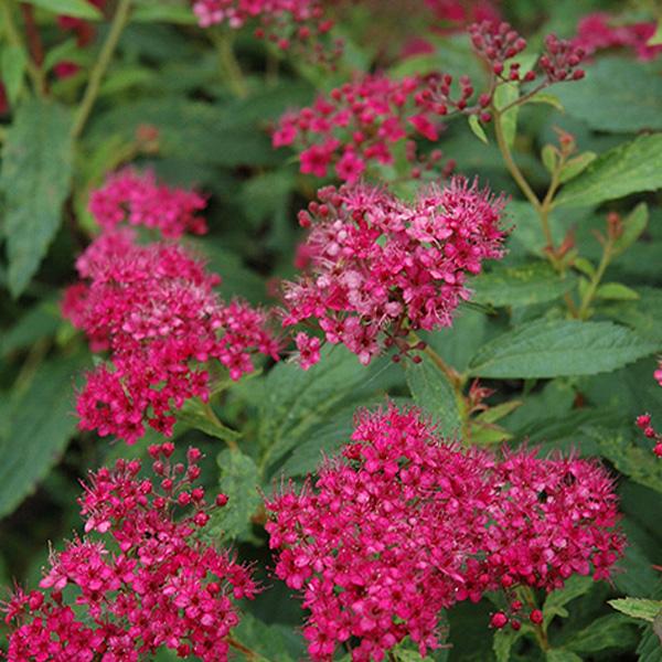 Spirea