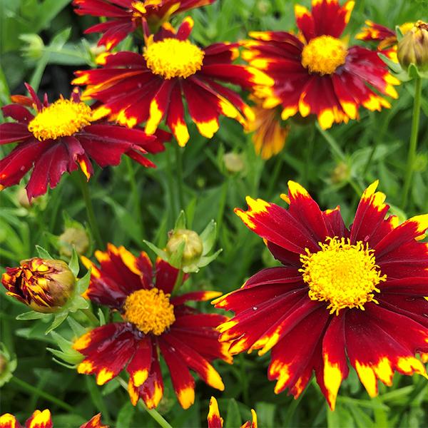Coreopsis - Tickseed