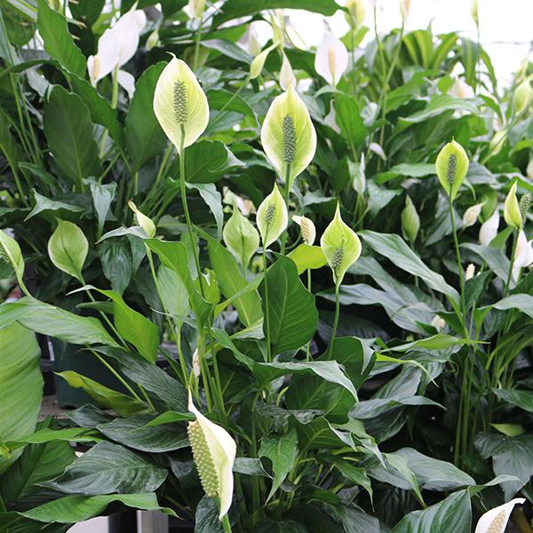 Departments - Spath Sweet Chico - 6in