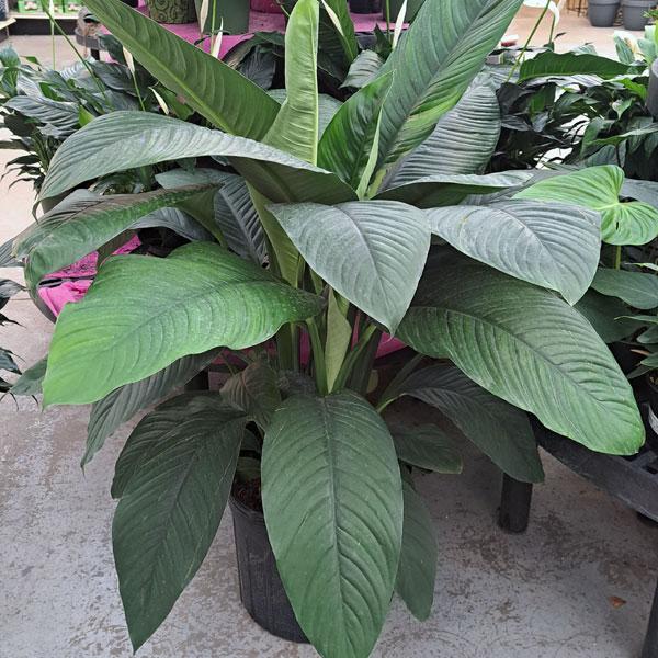 Departments - Peace Lily Giant Spath Sensation - 14in