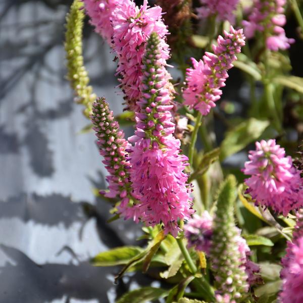 Veronica - Speedwell